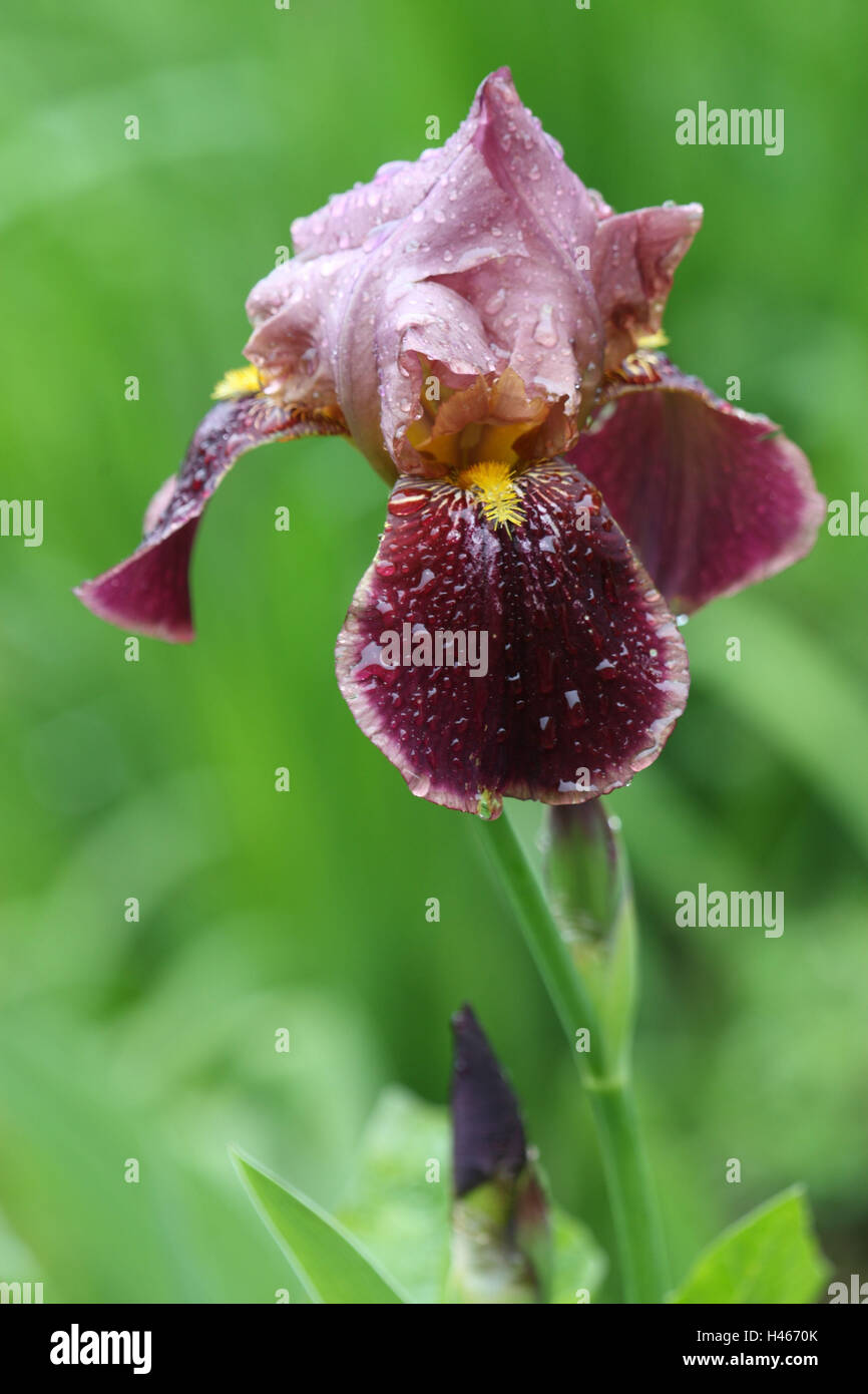 German iris, iris germanica Stock Photo - Alamy
