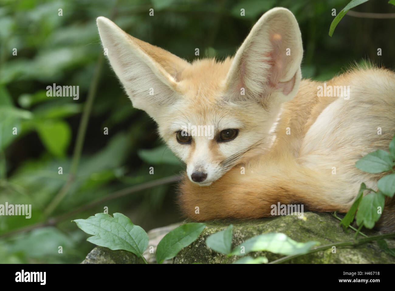 Vulpes zerda hi-res stock photography and images - Alamy