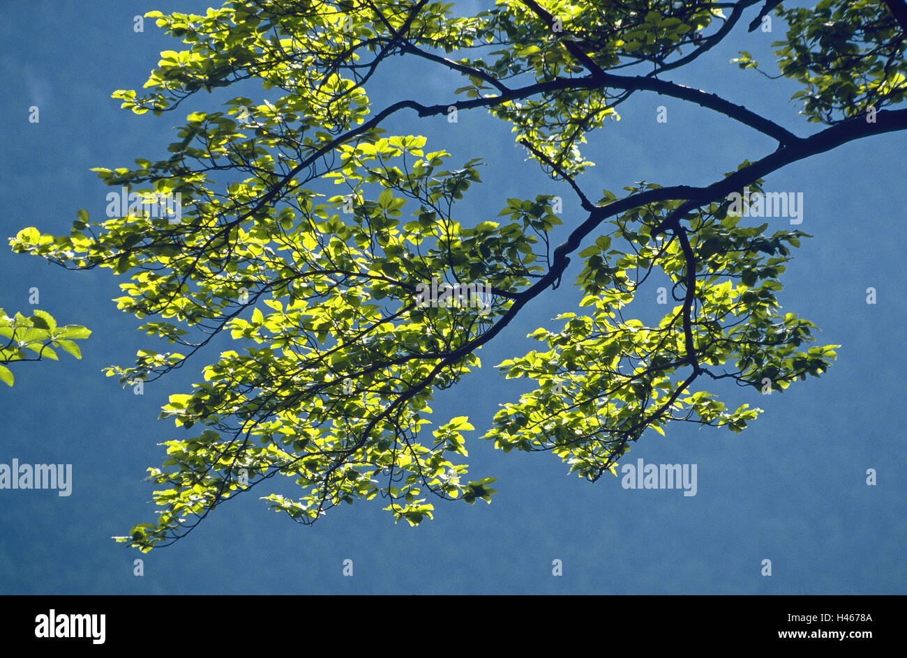 Copper beech, Fagus sylvatica, branch, summer, plants, trees, broad ...