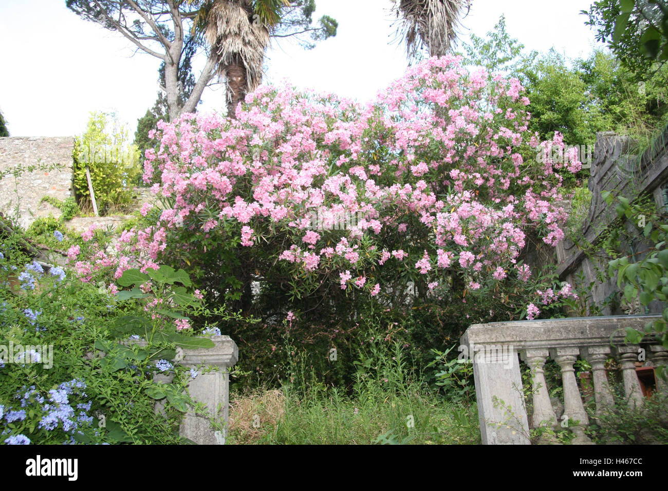 Italy, Tuscany, Montecatini Alto, garden, oleander, blossom, town ...