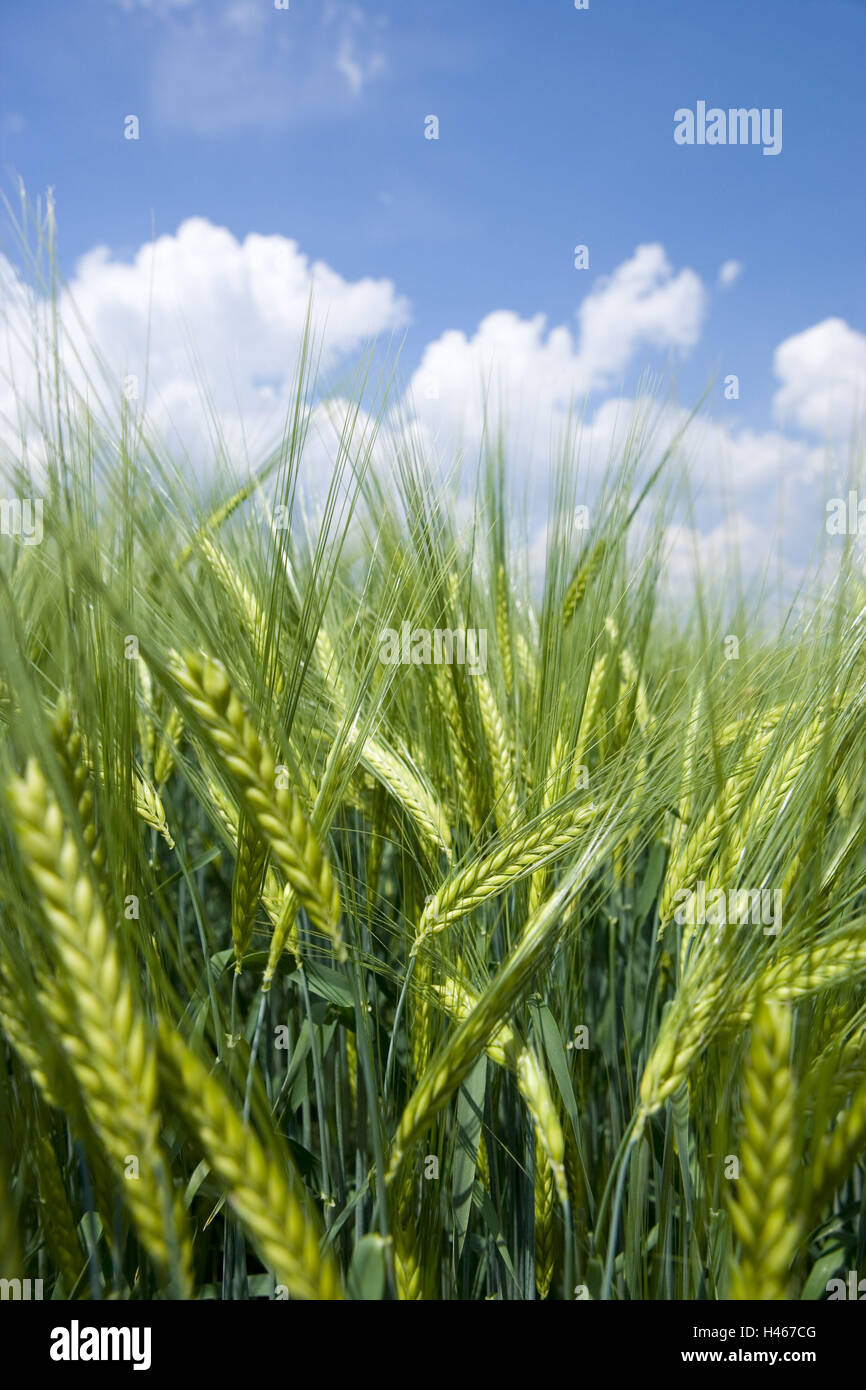 Fields of grain hi-res stock photography and images - Alamy