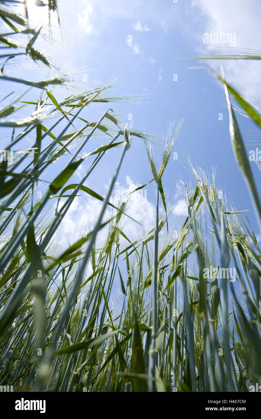 Grain field with forest hi-res stock photography and images - Alamy