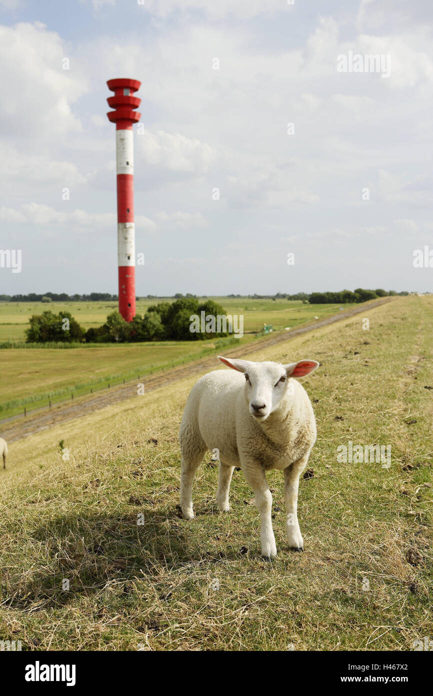 Germany, Lower Saxony, Butjadingen, tower, dyke, sheep, animals, Meadow ...