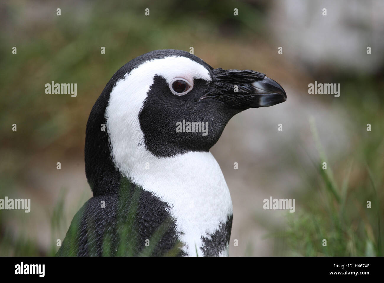 Glass penguin, portrait, side view Stock Photo - Alamy