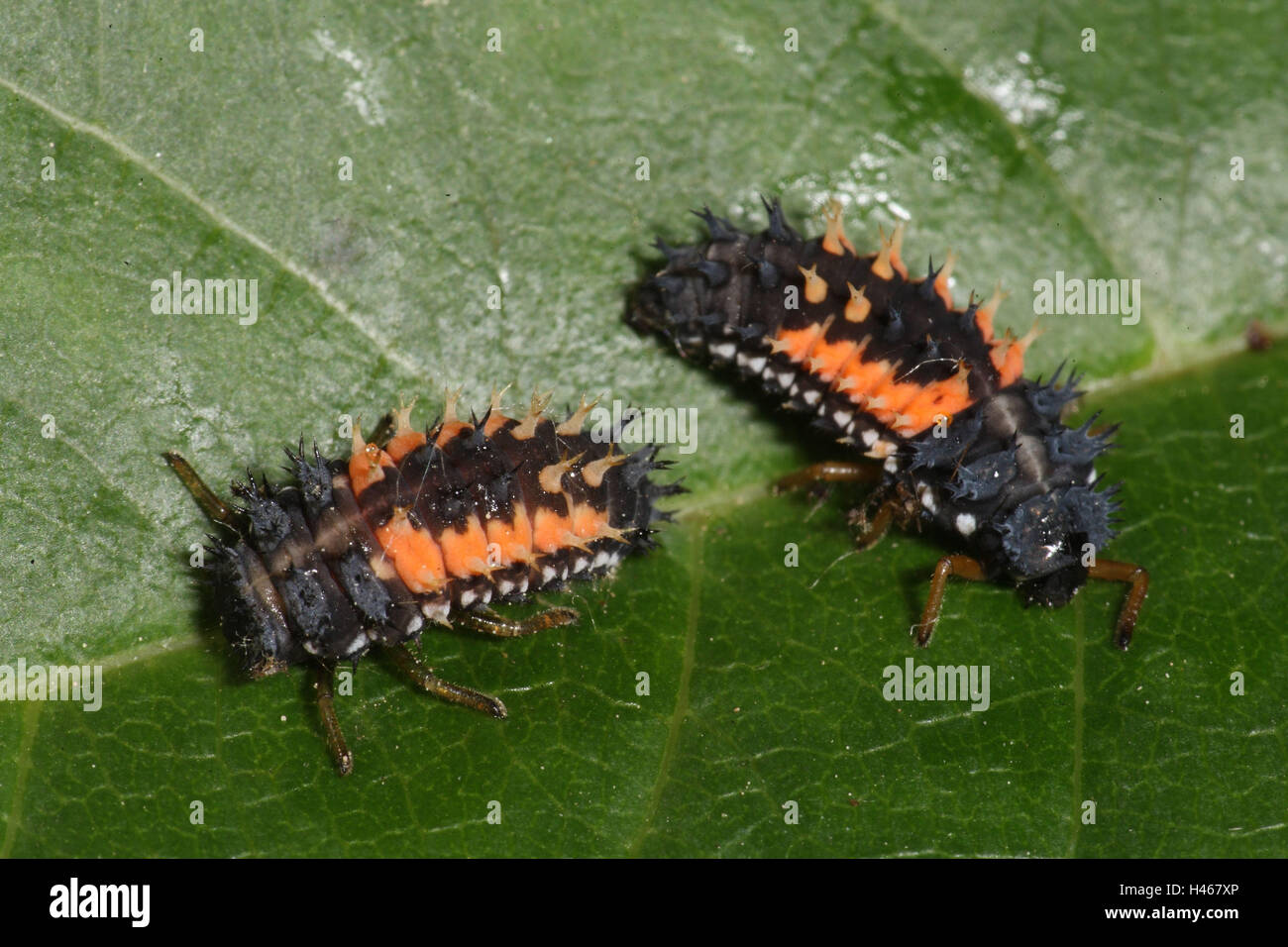 Ladybird larvae, leaves Stock Photo - Alamy