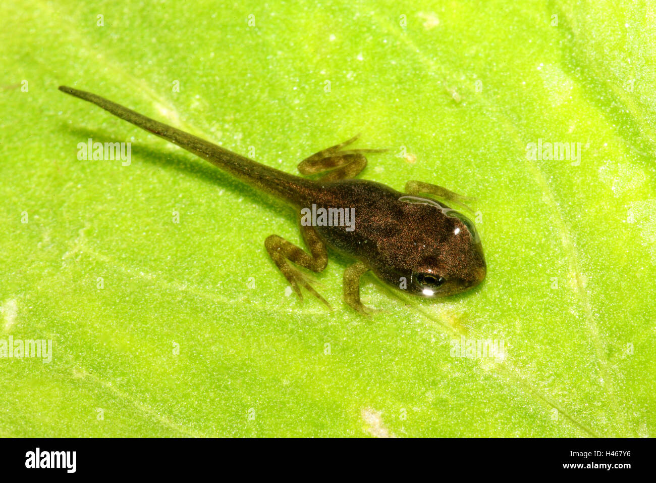 Frog larva hi-res stock photography and images - Alamy