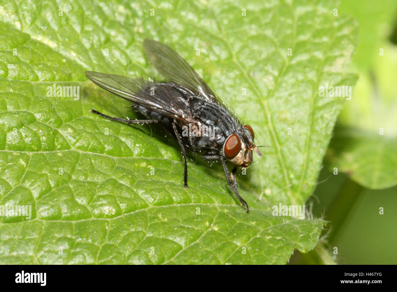 Big room fly, leaves Stock Photo - Alamy