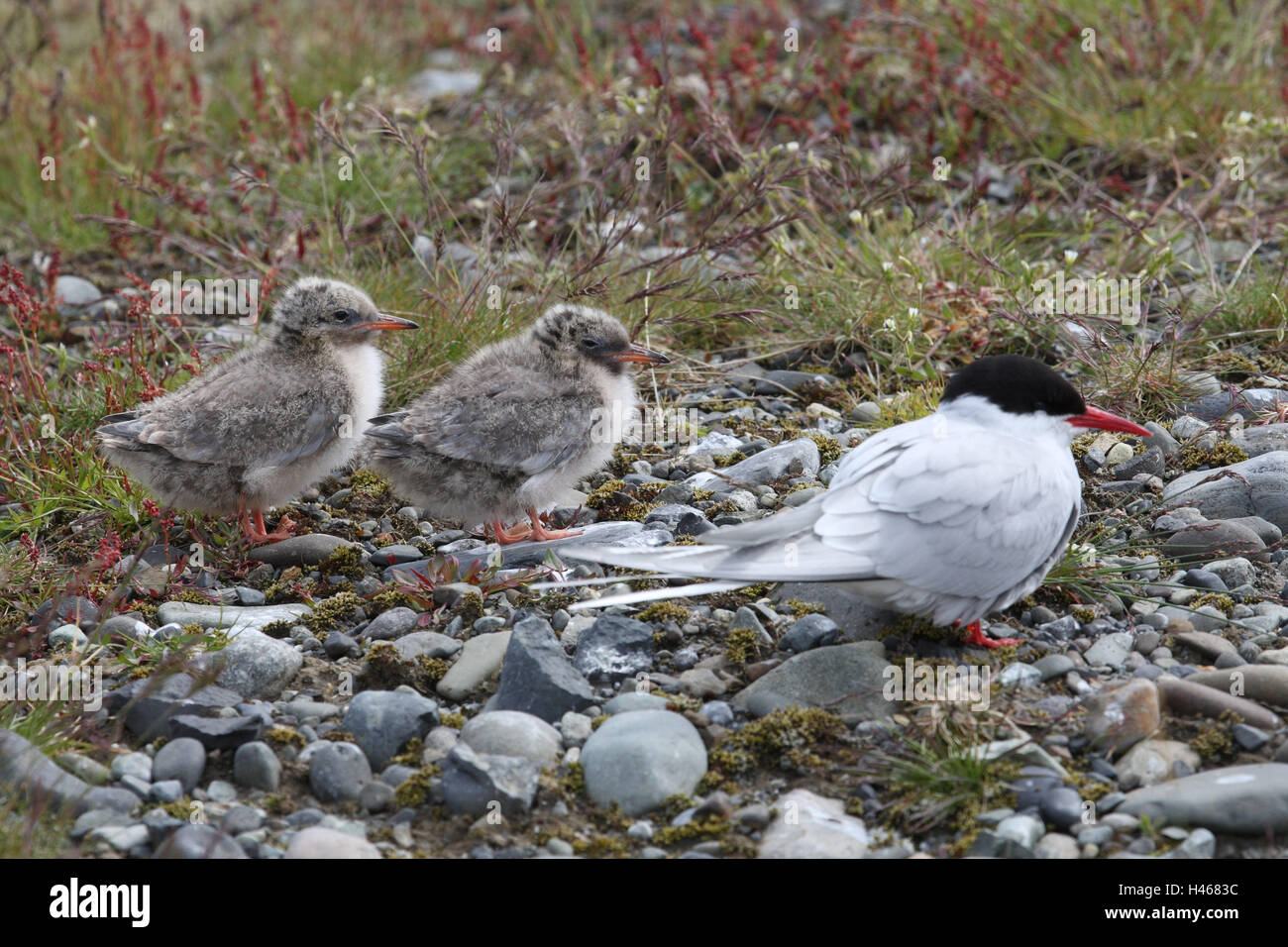 Coastal animals hi-res stock photography and images - Alamy