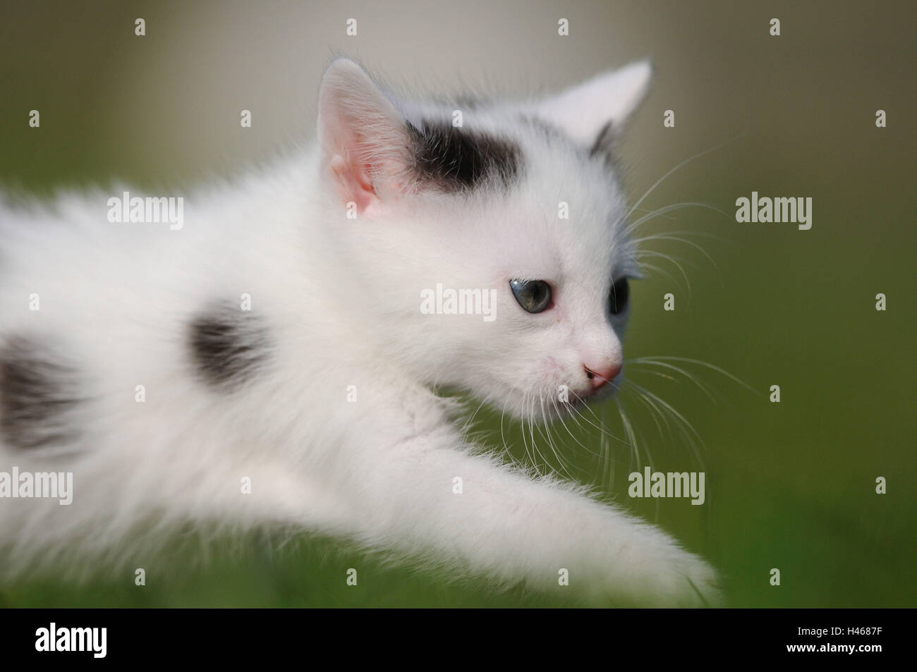 House cat, young animal, portrait, side view Stock Photo - Alamy