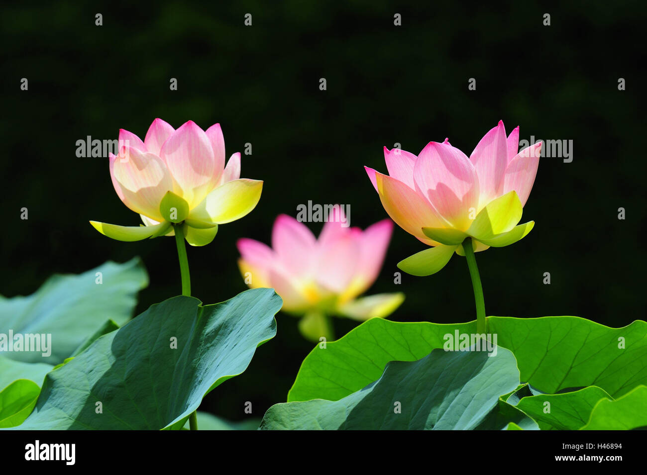 Lotus stalk hi-res stock photography and images - Alamy