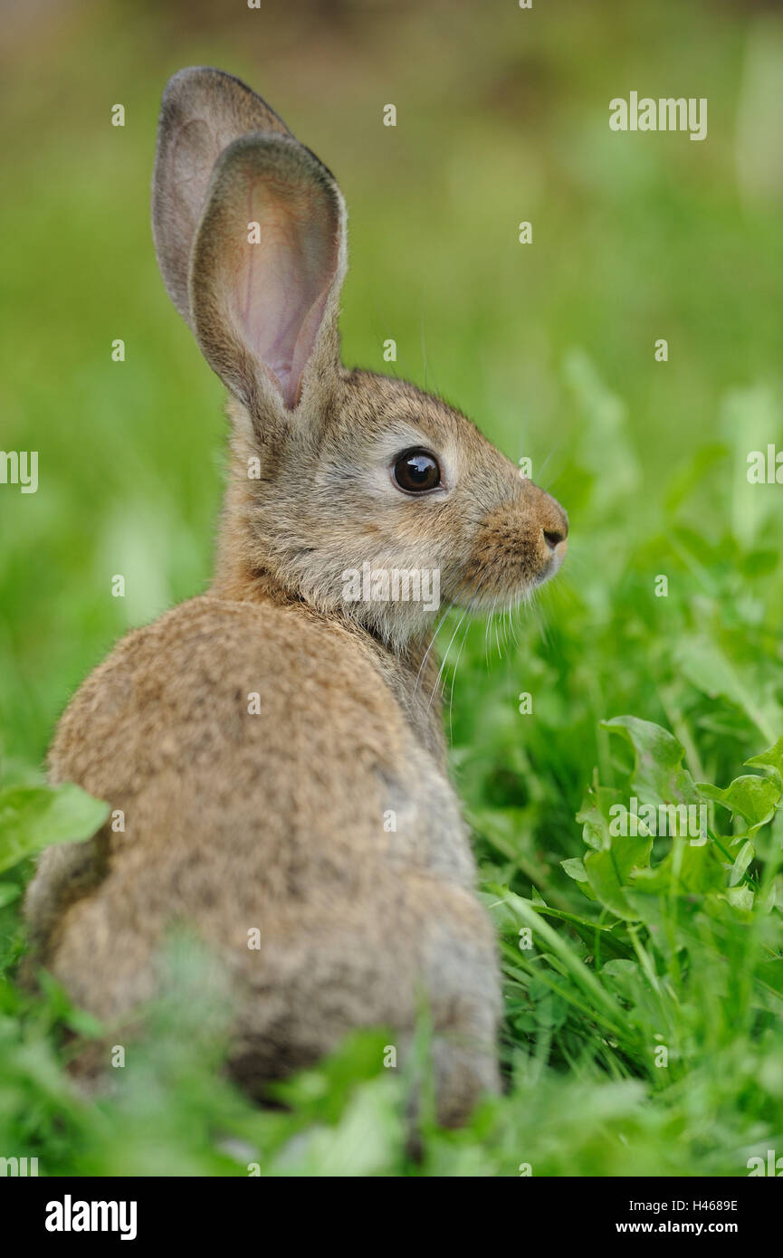 Domestic rabbit, young animal, meadow, back view Stock Photo - Alamy