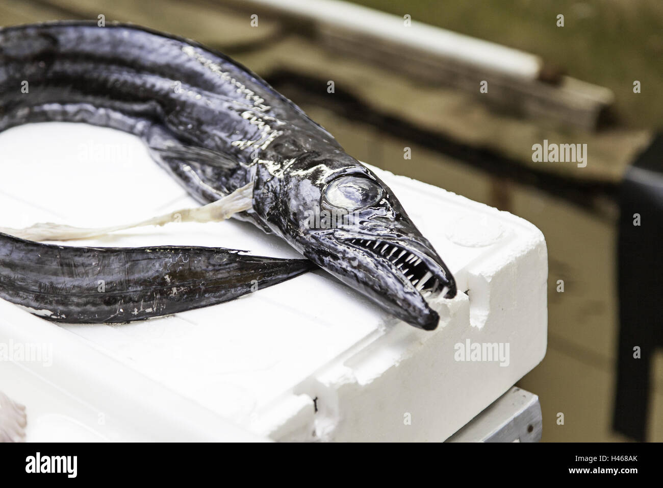Fresh barracuda fish market hi-res stock photography and images - Alamy