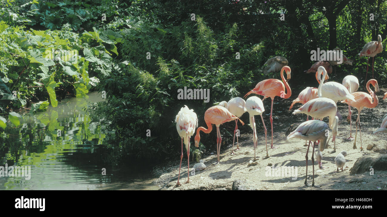 Germany, Bavaria, Munich, Hellabrunn Zoo, flamingos, Shore, Southern ...