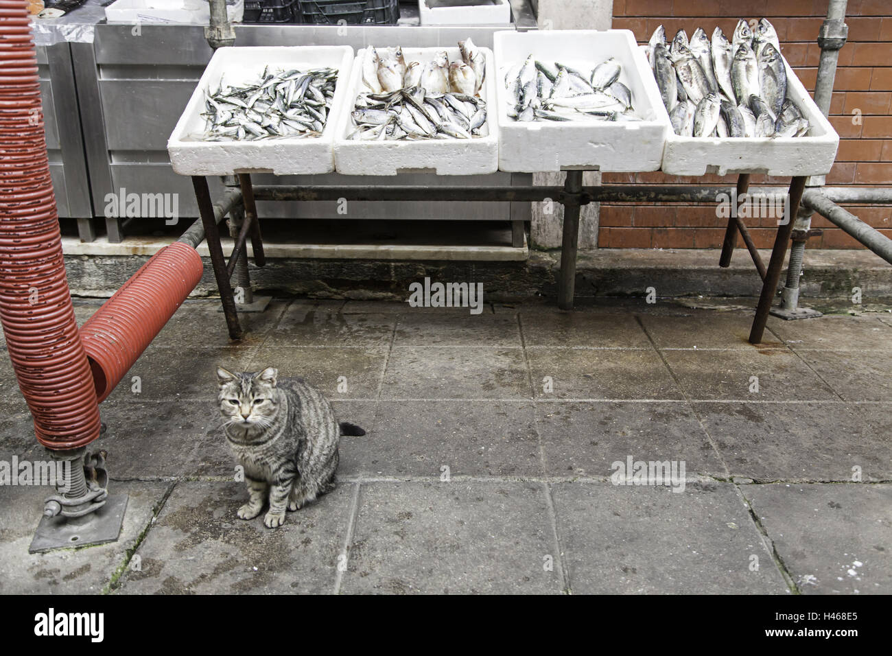 Cat in Fish shop, food and industry Stock Photo - Alamy