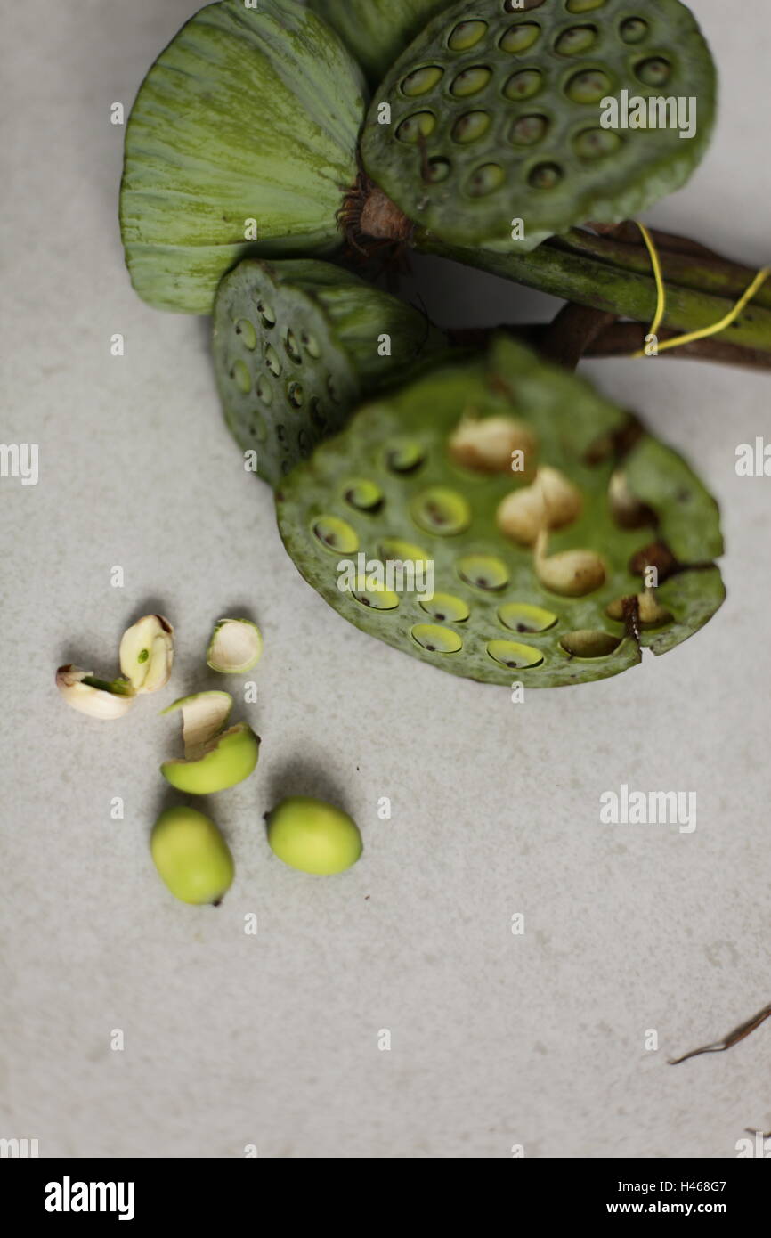 Lotus seeds on a men hand Stock Photo - Alamy