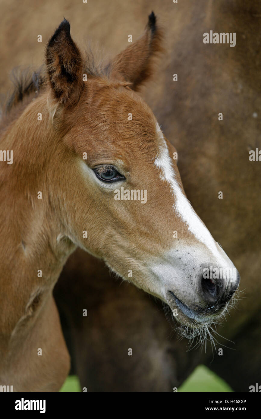 Pony, portrait, profile, side view, animal, riding animal, horse, foal ...