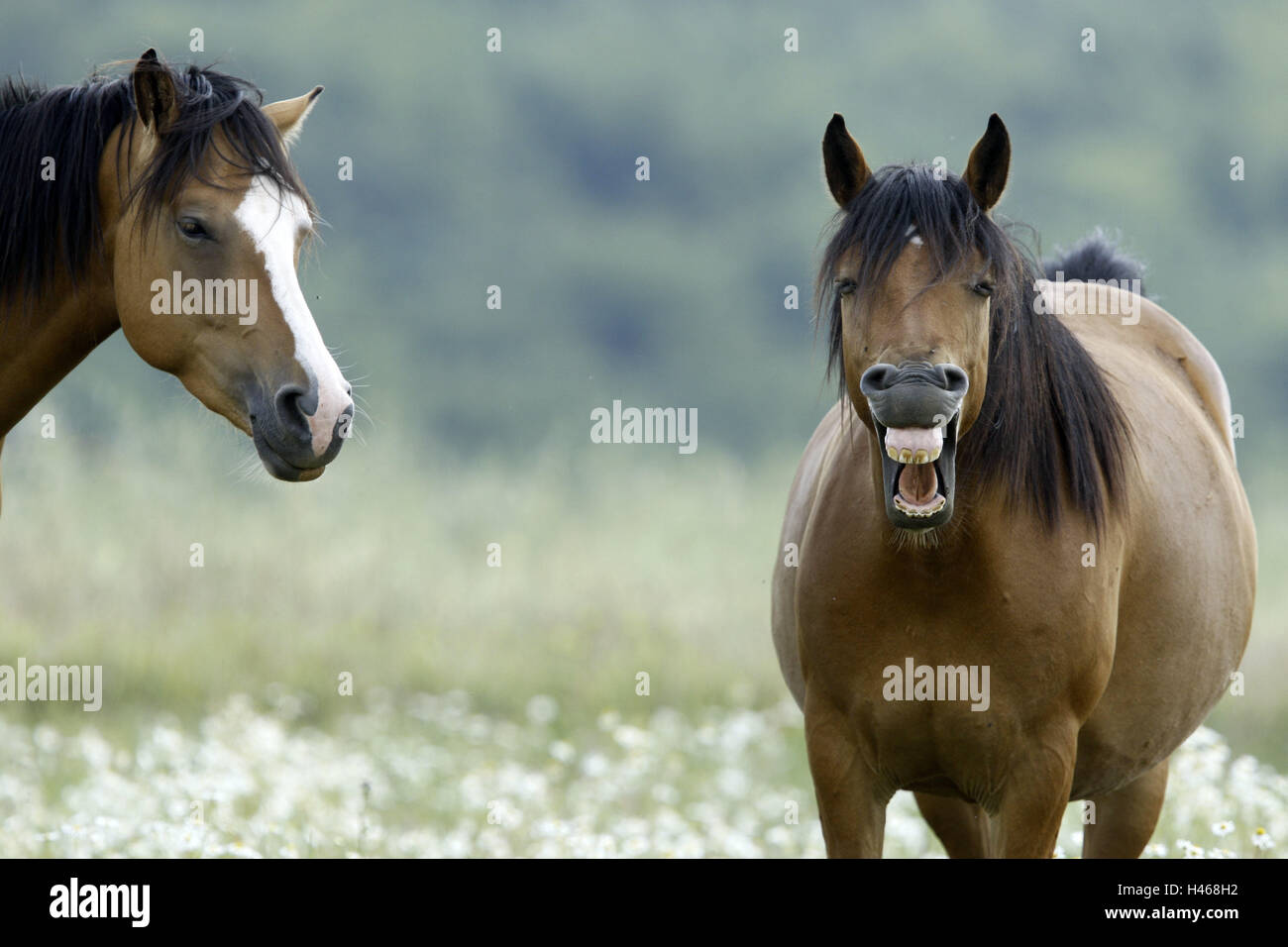 Horse, neigh, detail, pasture, meadow, mares, animals, mammals, benefit ...