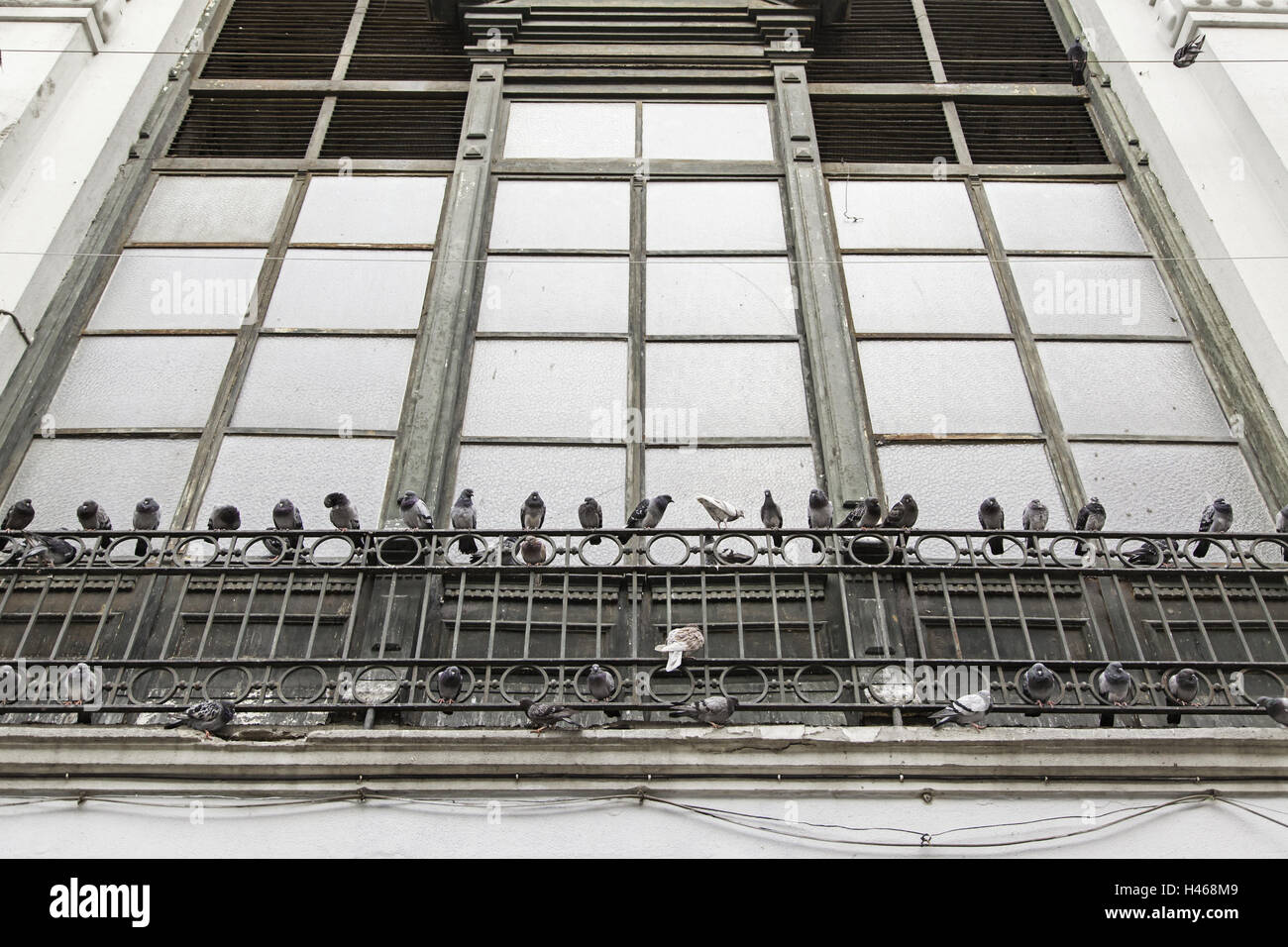 Pigeons in old house window, birds Stock Photo - Alamy
