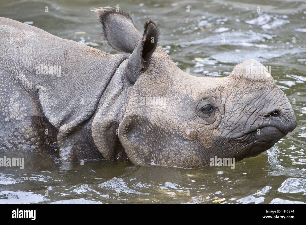 Armoured rhinoceros, Rhinoceros unicornis, water, swim, zoo, rhinoceros ...