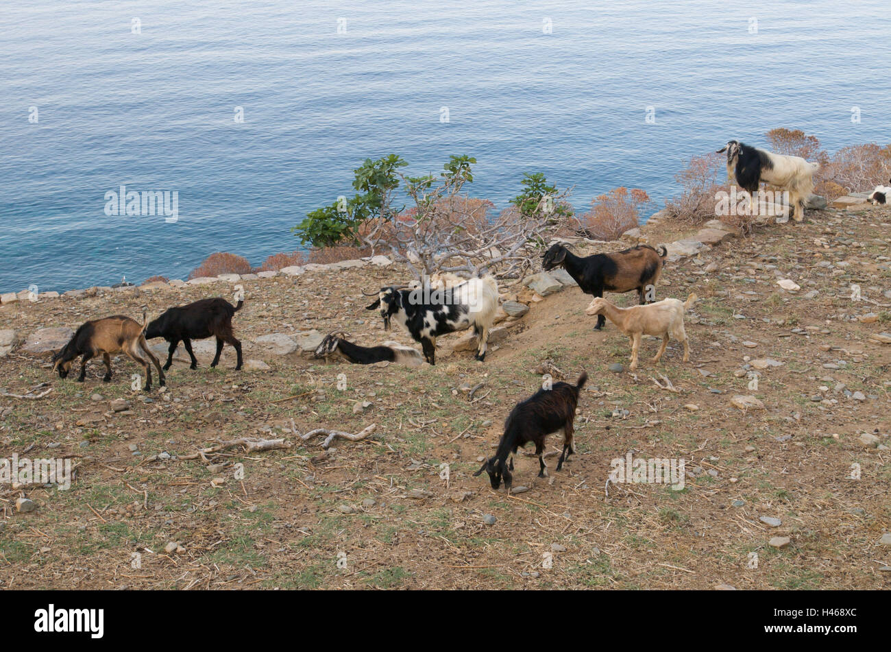 Herd of goats, coast, sea, island Sifnos, the Cyclades, Greece Stock ...