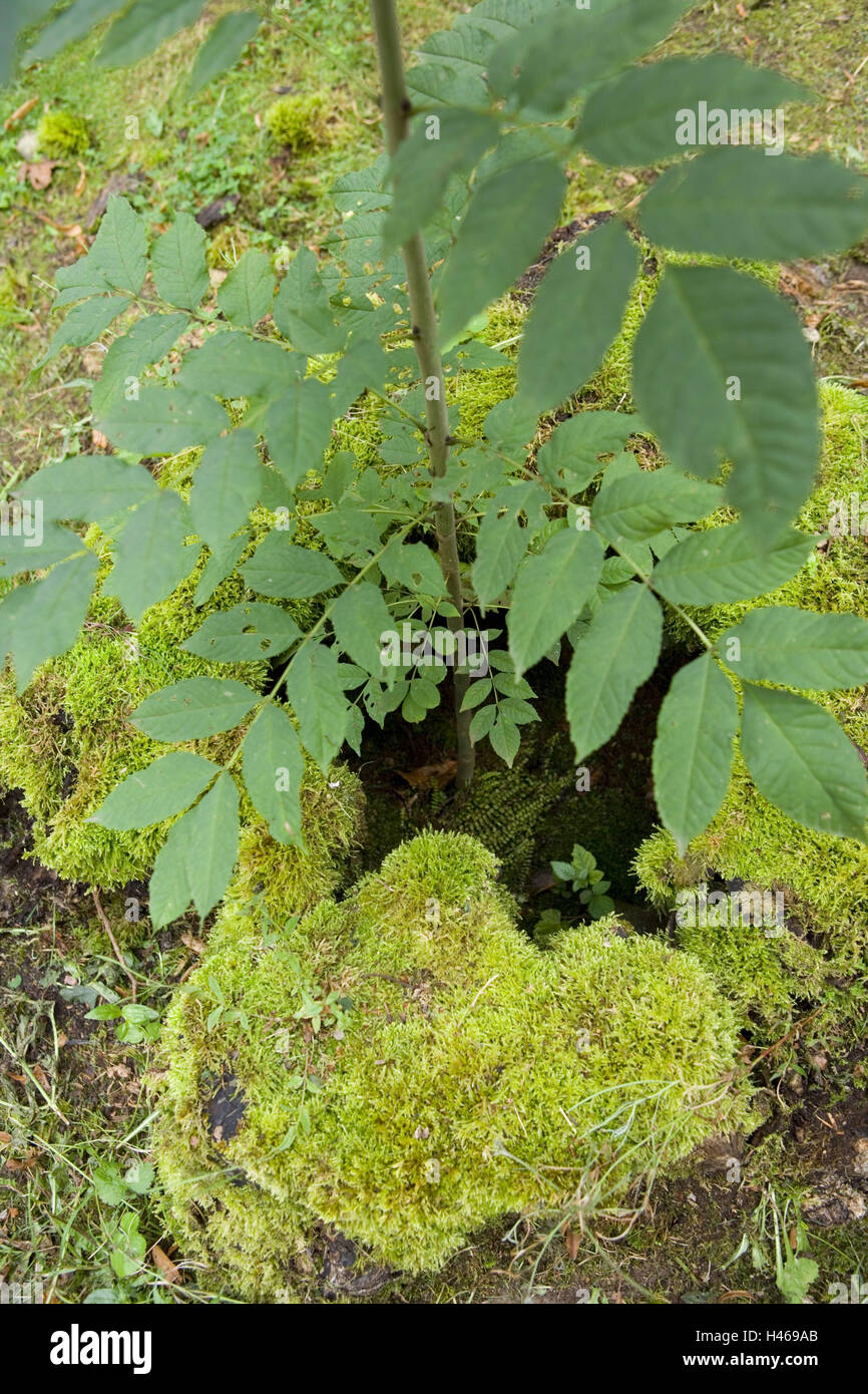 Moss tree hi-res stock photography and images - Alamy