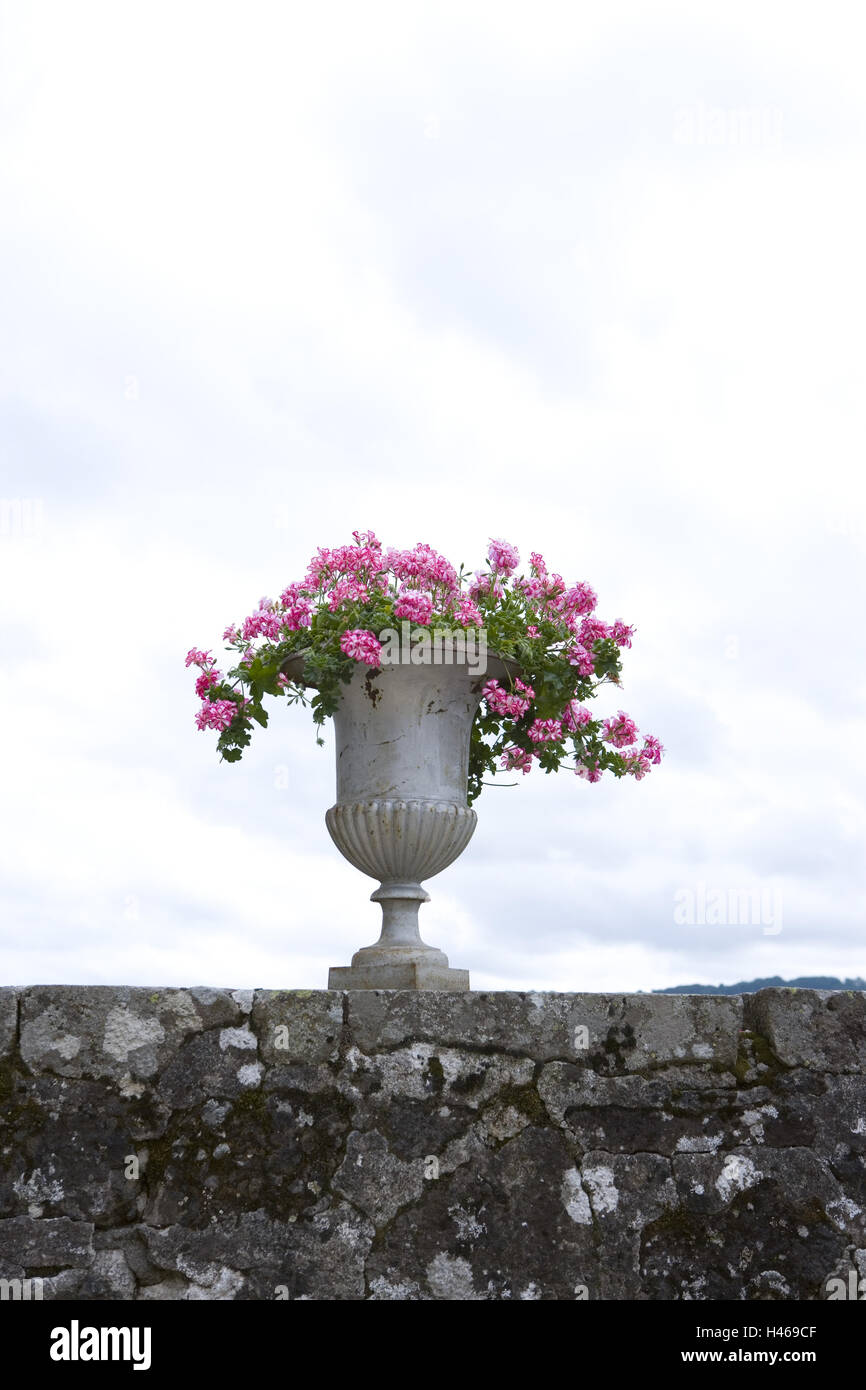 Flower geraniums hi-res stock photography and images - Alamy