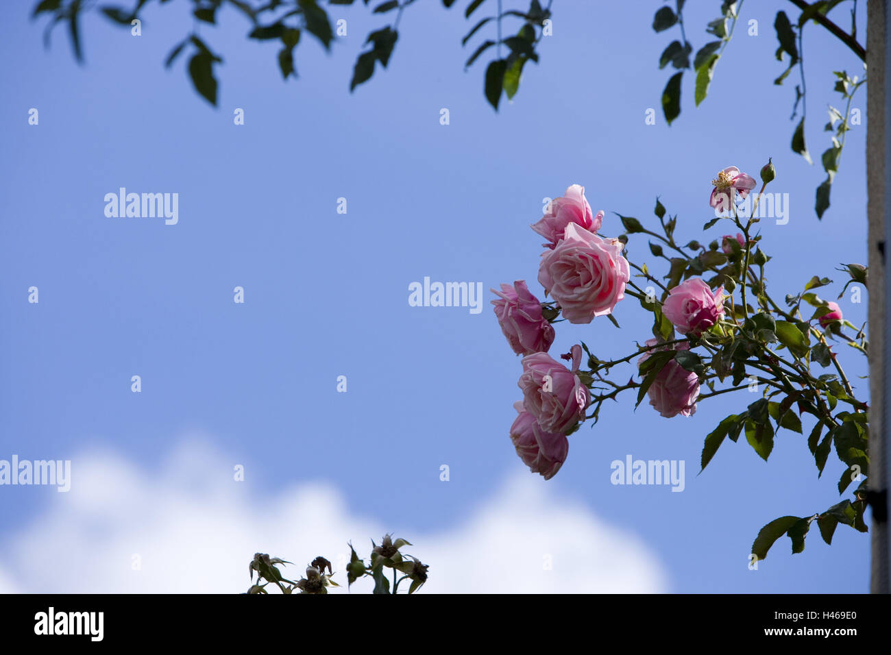 Climbing roses detail hi-res stock photography and images - Alamy