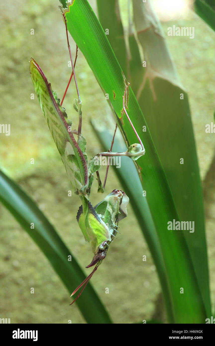 Praying mantis,upside down on plant Stock Photo - Alamy