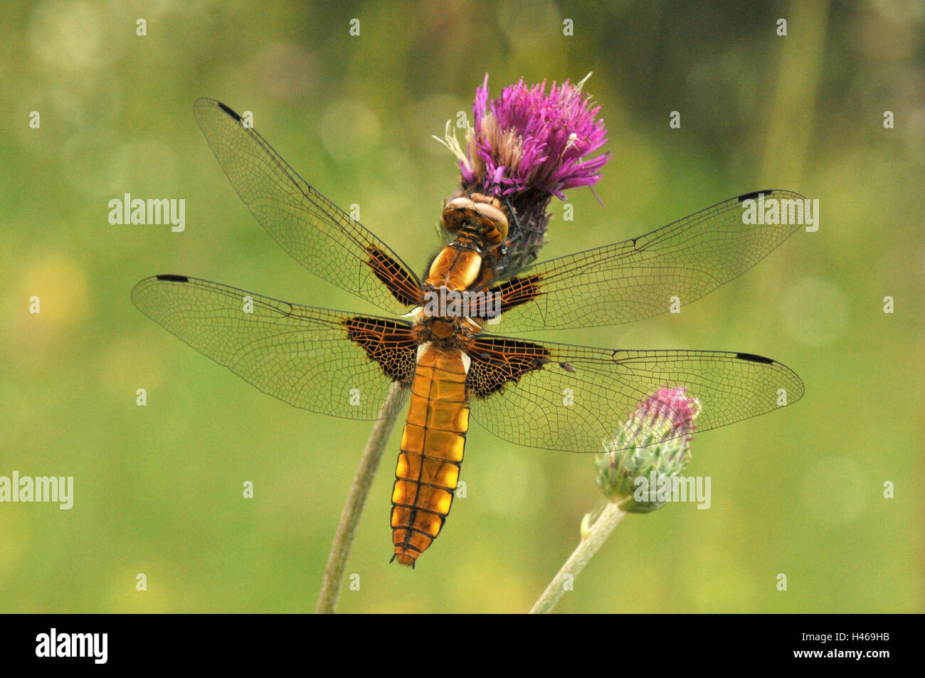 Shore thistle hi-res stock photography and images - Alamy