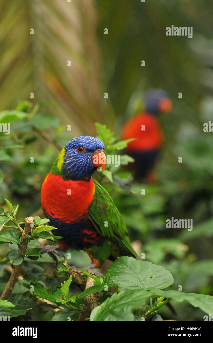Birds, two lorises, background vague Stock Photo - Alamy