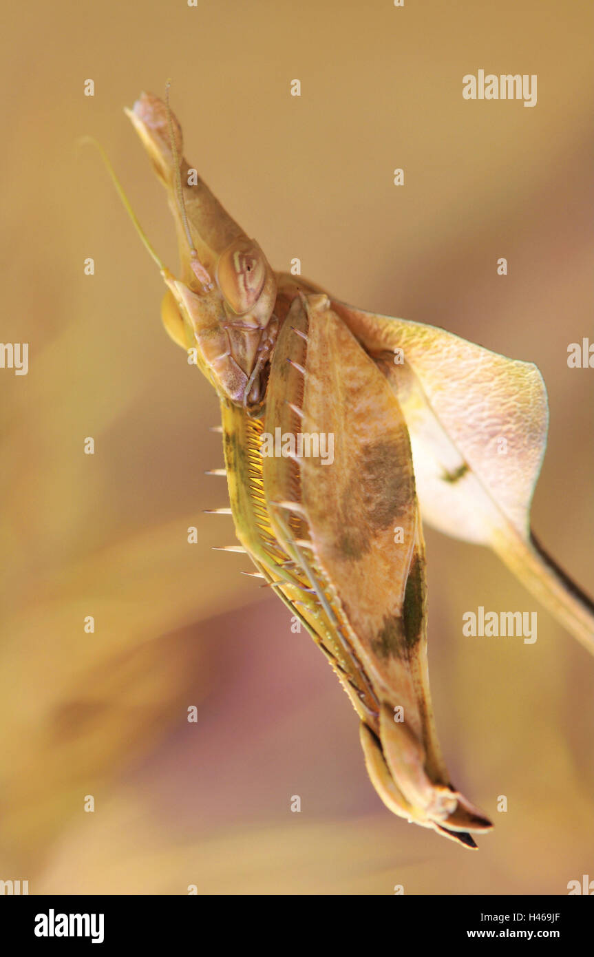 Praying mantis, female, camouflage, hunt, attack position, portrait ...