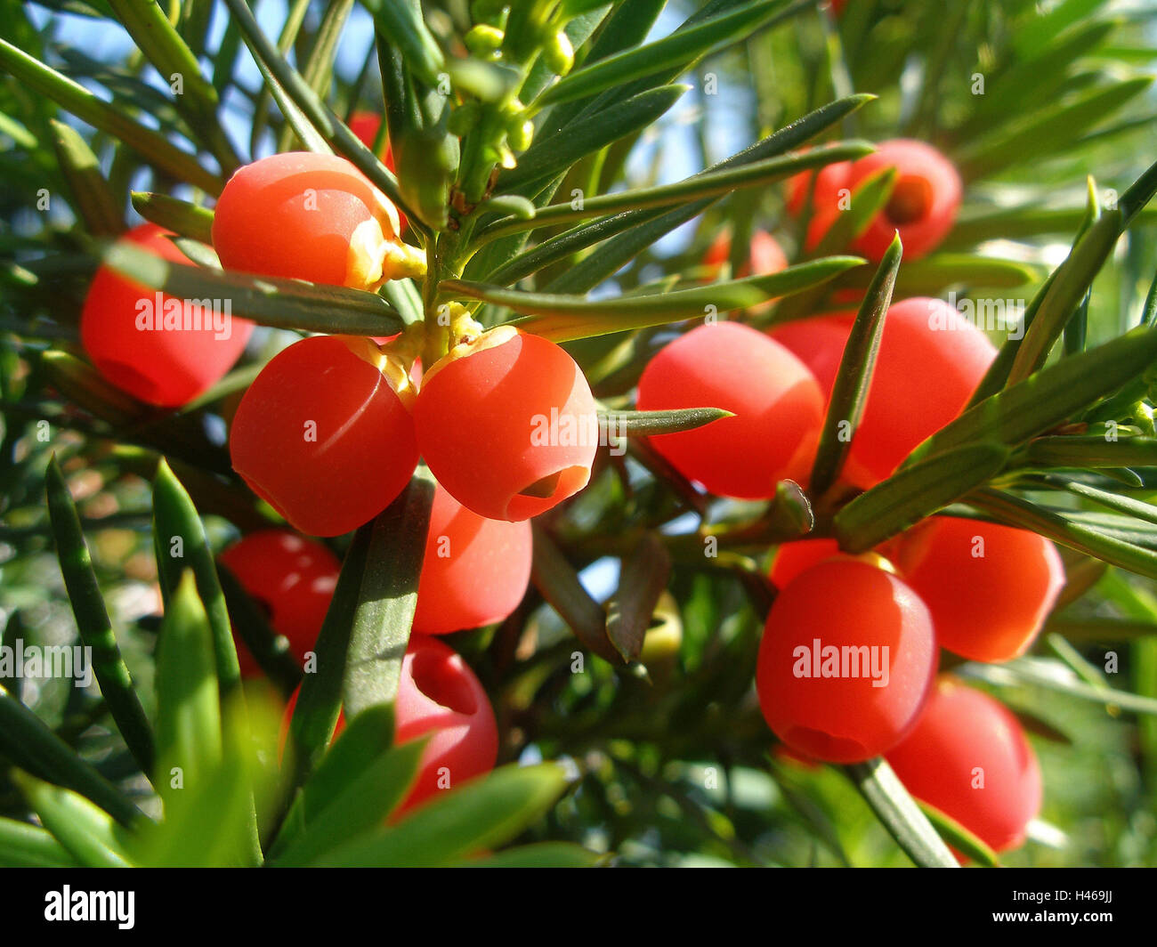 Taxol yew hi-res stock photography and images - Alamy