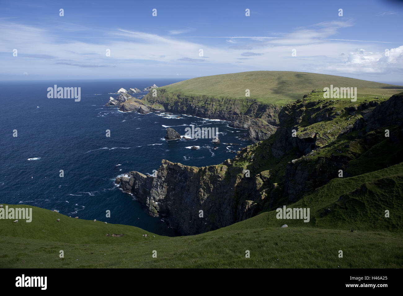 Shetland islands, island Unst, Hermaness, rock Muckle Flugga, sheep ...