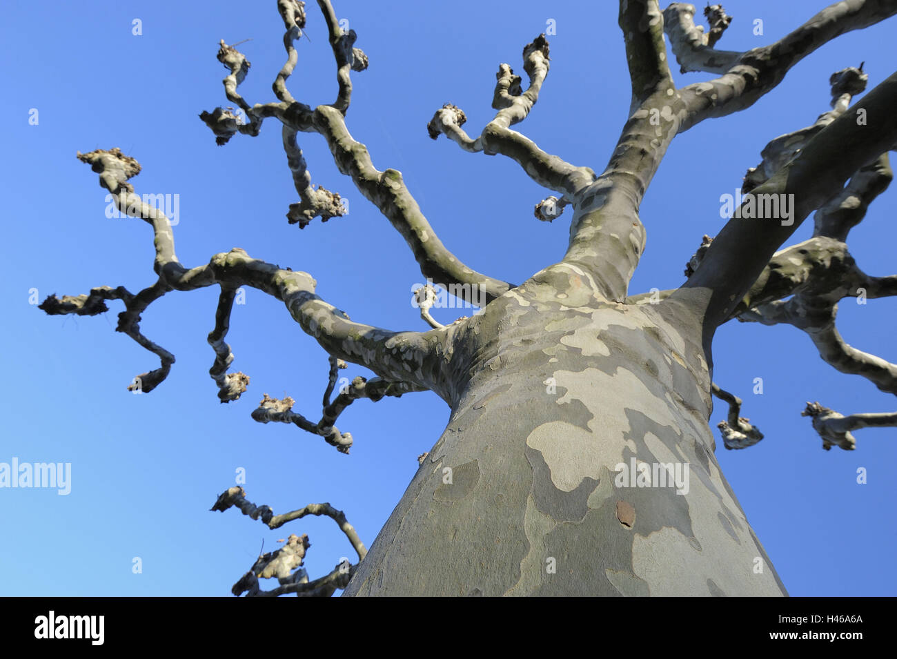 Tree, plane tree, bald, trunk, branches, heavens Stock Photo - Alamy
