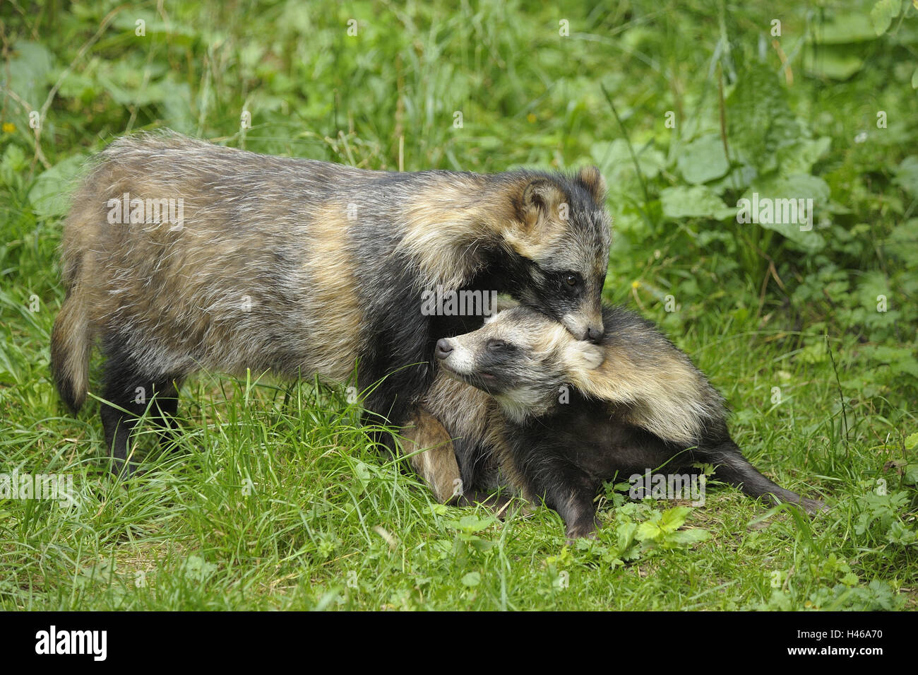 Marten's dog, Enok, Nyctereutes procyonoides, grass, young animal, leak ...