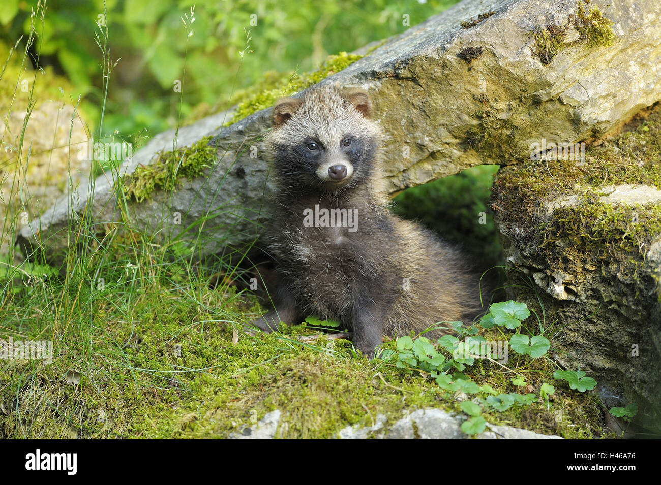 Marten's dog, Enok, Nyctereutes procyonoides, young animal, puppy, bile ...