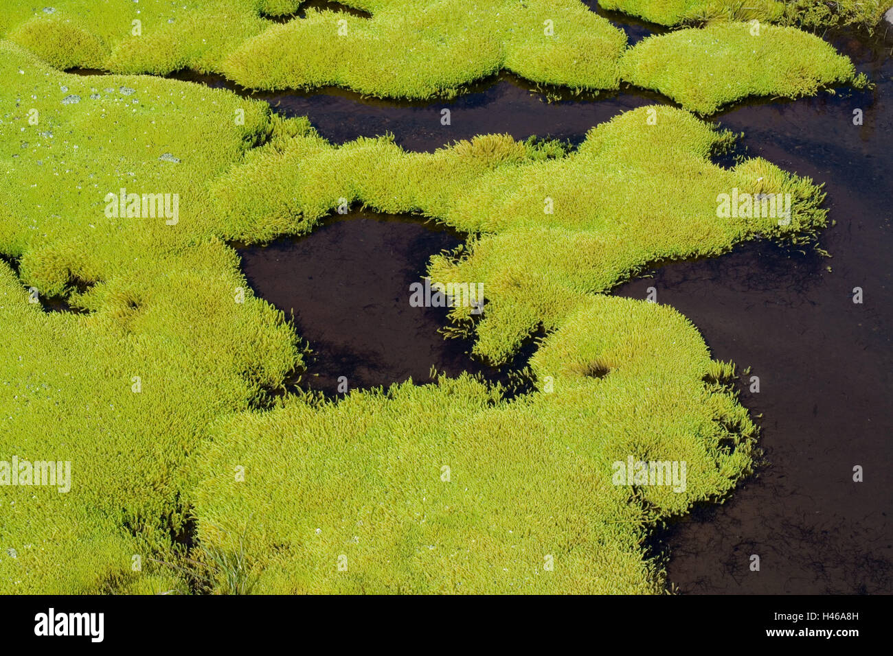 Source moss, Fontinalis spec., detail, vegetation, green, river, brook ...