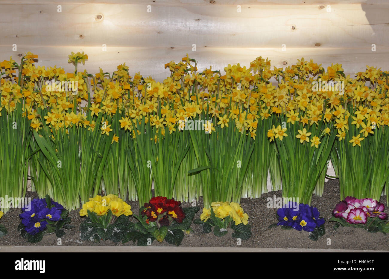 Narcissus patch, primroses Stock Photo - Alamy