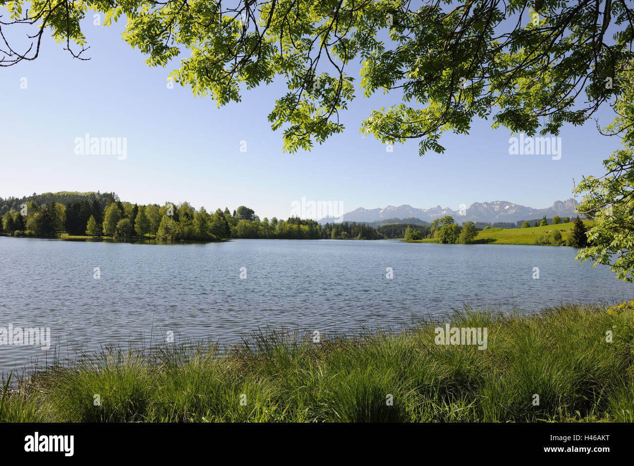 Germany, Bavaria, Allgäu, Seeg, Schwaltenweiher, east Allgäu, trees ...