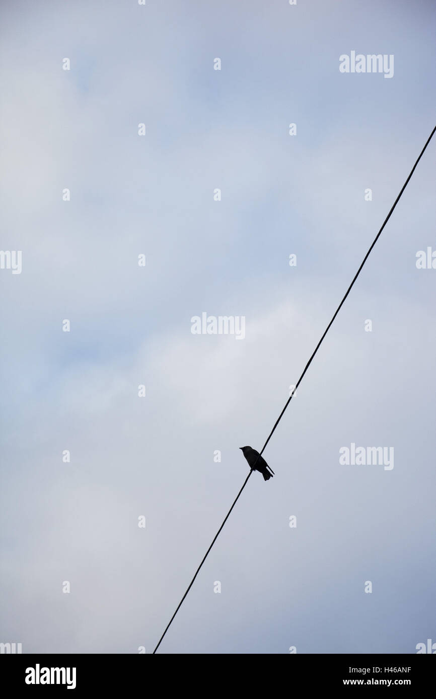 Vogel, power supply line Stock Photo - Alamy