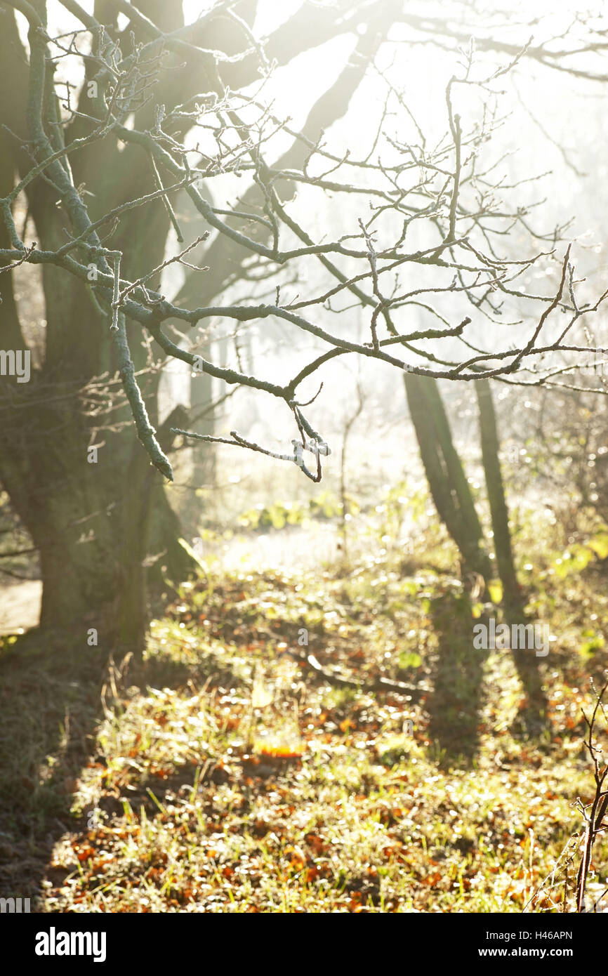 Tree, branches, autumn Stock Photo - Alamy