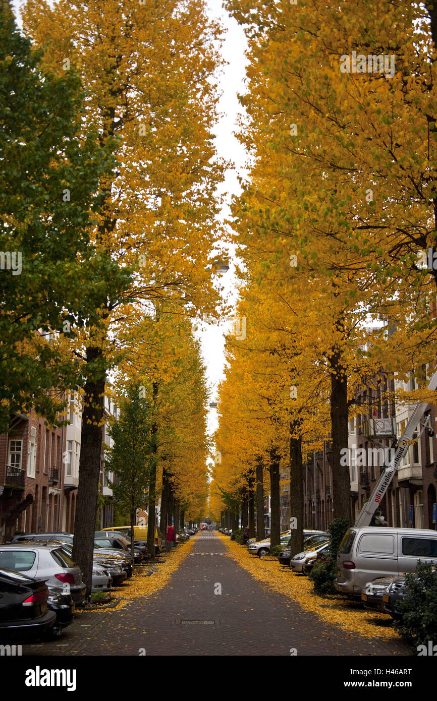The Netherlands, Amsterdam, street, autumn, Holland, parking lot, trees ...