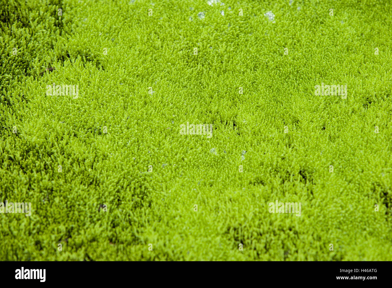 Scandinavian moss hi-res stock photography and images - Alamy