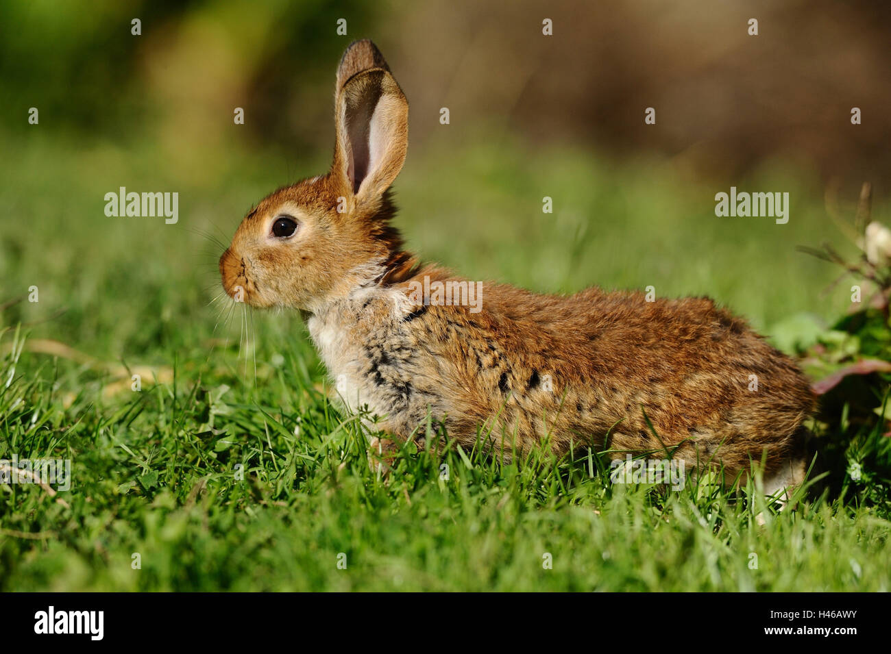House rabbits, young animal, meadow, side view, sit Stock Photo - Alamy