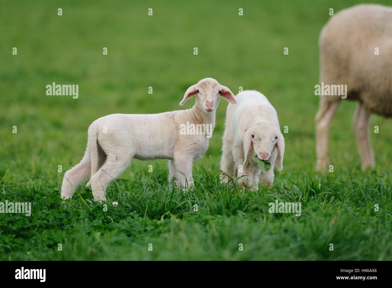 Sheep head side view hi-res stock photography and images - Alamy