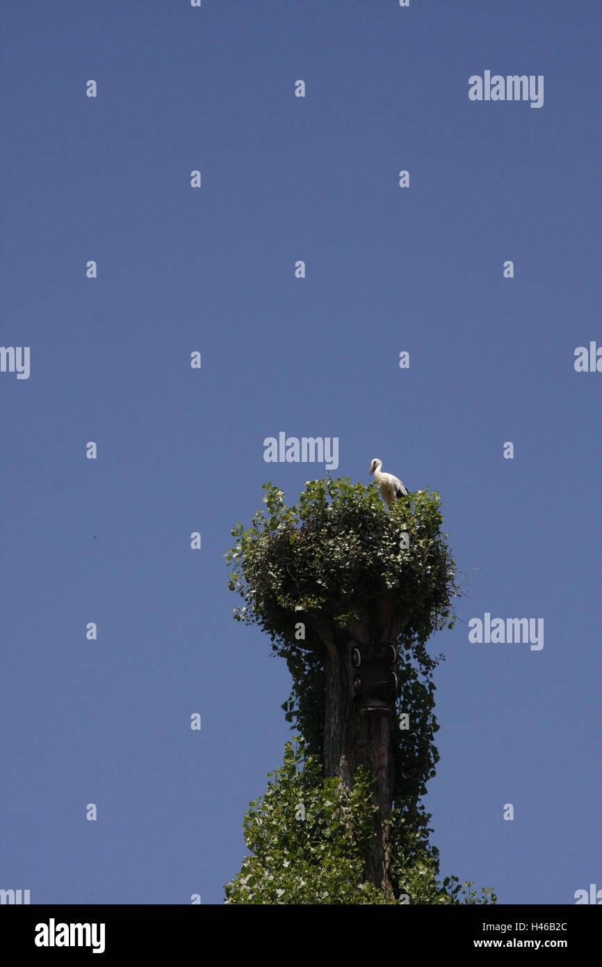 Stork nest switzerland hi-res stock photography and images - Alamy