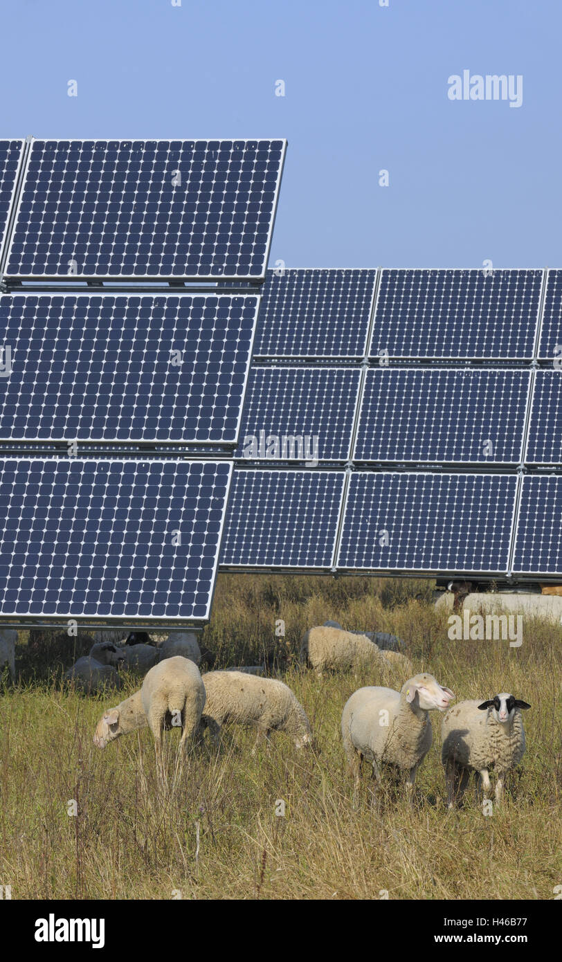 Solar field, photovoltaics, sheep, goats, pasture Stock Photo - Alamy