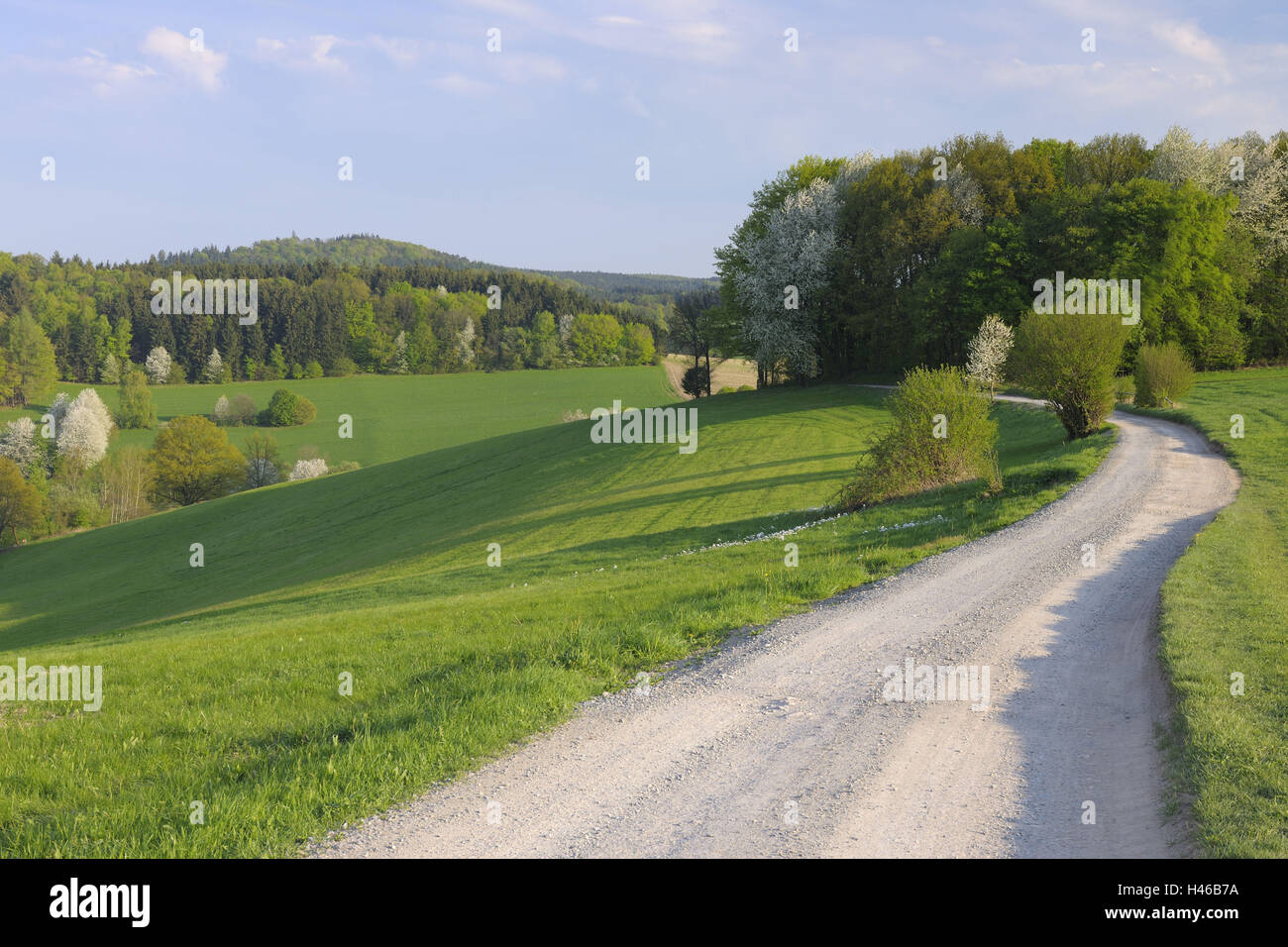 Country lane, spring, ode wood Stock Photo - Alamy