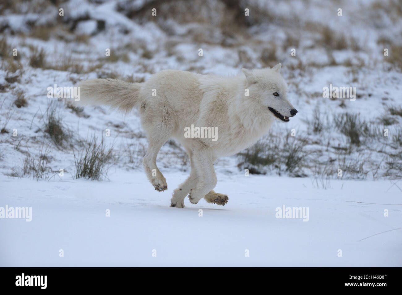 Running Wolf High Resolution Stock Photography and Images - Alamy