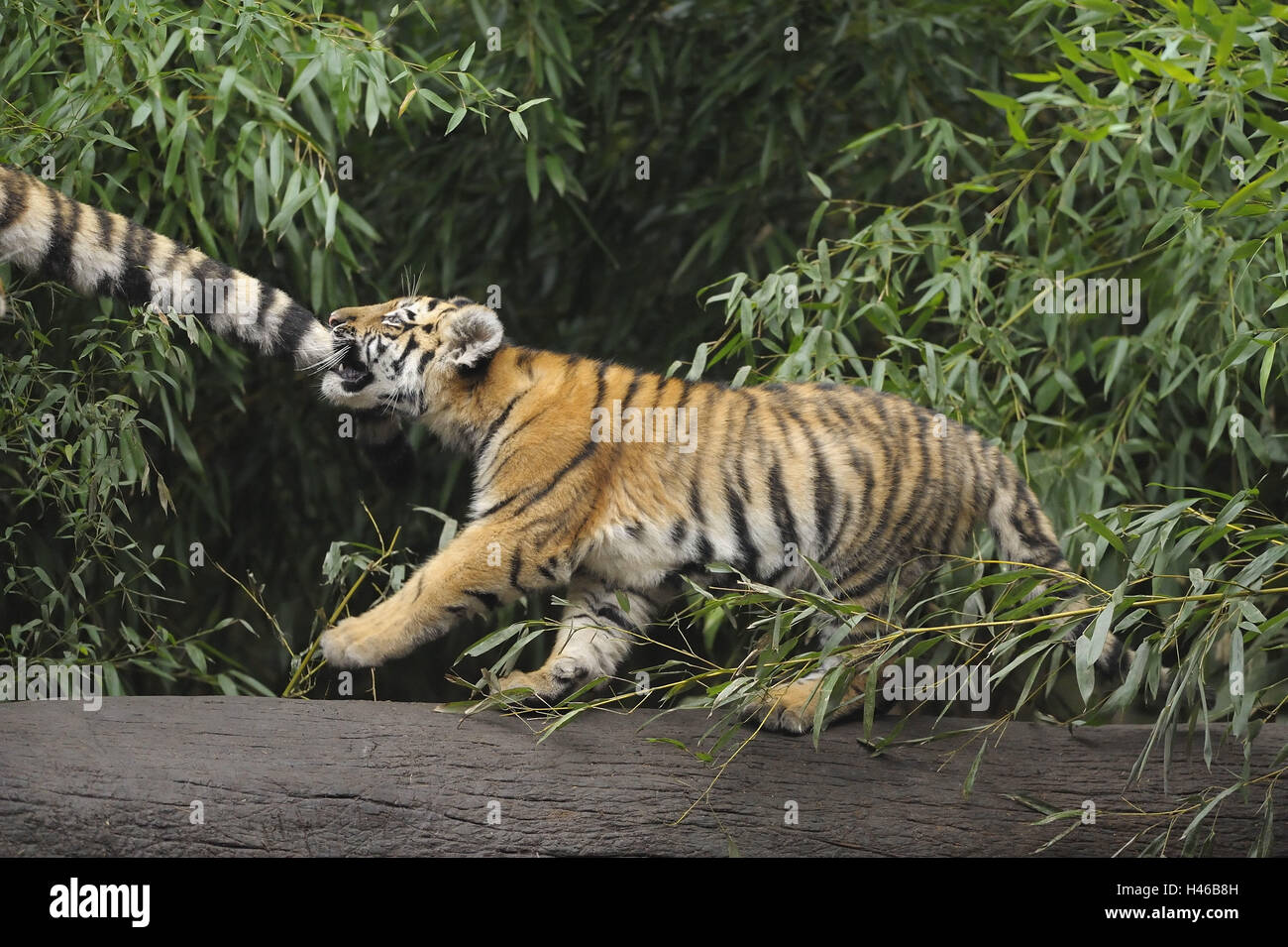 Tail dragging hi-res stock photography and images - Alamy